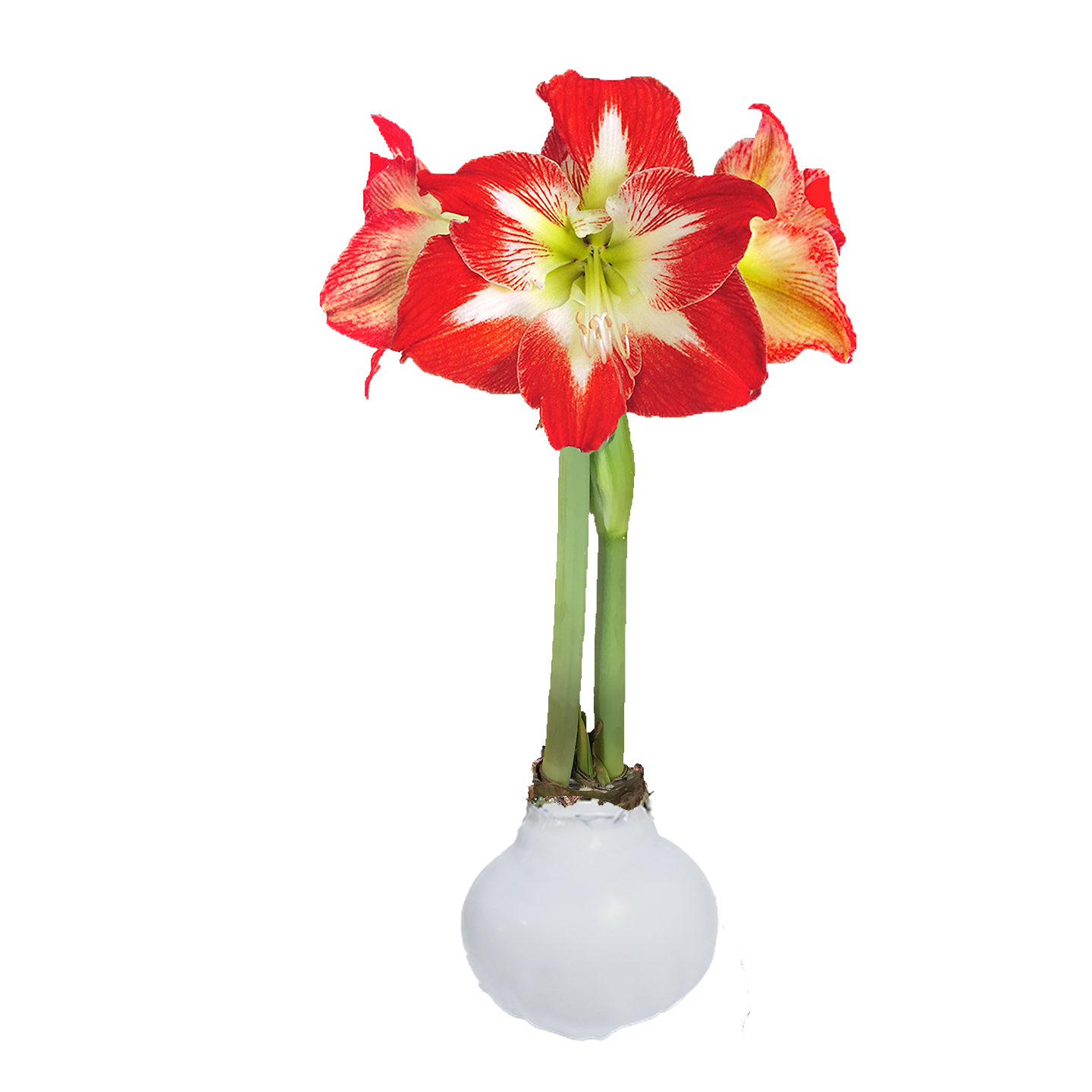 Amaryllis Minerva White Wax Base – Kindred Spirit Style